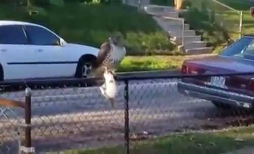 Hawk Eating Cat