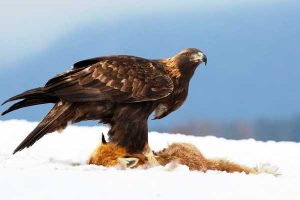 Do Hawks Eat Foxes? Let's Find Out in Details!