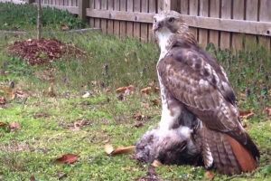 Do Hawks Eat Chicken? Let’s Find Out in Details!