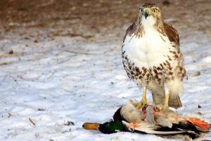 Do Hawks Eat Ducks? Let's Find Out in Details!