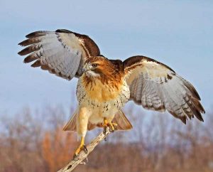 Do Hawks Eat Foxes? Let's Find Out in Details!