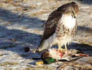 Do Hawks Eat Ducks? Let's Find Out in Details!