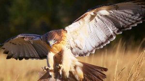 Do Hawks Eat Foxes? Let's Find Out in Details!