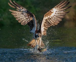 Do Hawks Eat Fish? Let's Find Out in Details!
