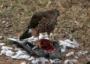 Do Hawks Eat Pigeons? Let’s Find Out in Details!