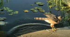 Do Hawks Eat Fish? Let's Find Out in Details!