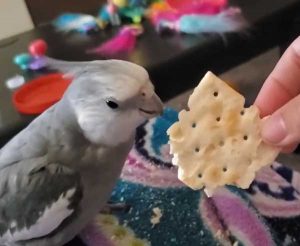 Can Cockatiels Eat Crackers? (Explained With Science)