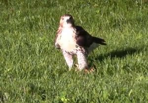 Do Hawks Eat Worms? Let's Find Out in Details!