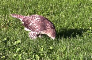 Do Hawks Eat Worms? Let's Find Out in Details!