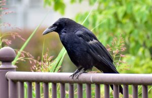 Are Crows Dangerous To Humans, Dogs, Cats? - What You Need To Know!