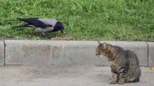 Are Crows Dangerous To Humans, Dogs, Cats? - What You Need To Know!