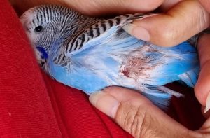 Budgie Bleeding Under Wing: How To Help?