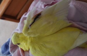 Budgie Bleeding Under Wing: How To Help?