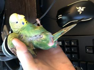 Budgie Bleeding Under Wing: How To Help?