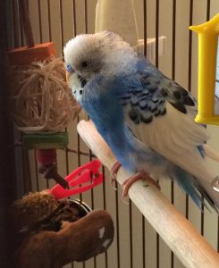 Why Does My Budgie Puff Up And Is Sleepy? - What You Need To Know!