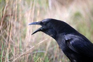 Can Crows Talk? Can They Be Taught To Mimic Human Speech?