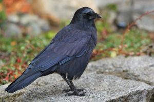 Can Crows Talk? Can They Be Taught To Mimic Human Speech?