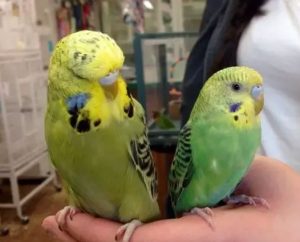 English Budgie Vs. American Budgie: Identification Guide