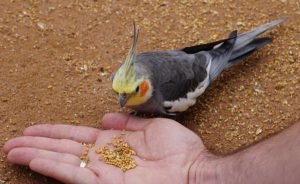 Can Cockatiels Eat Rice? Know The Bran For Your Bird!