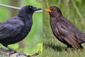 Crow Vs Blackbird: Identification, Differences, Similarities
