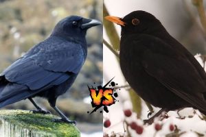 Crow Vs Blackbird: Identification, Differences, Similarities
