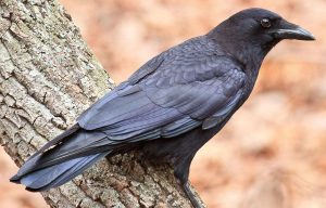Are Crows Dangerous To Humans, Dogs, Cats? - What You Need To Know!