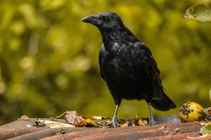 Are Crows Scavengers Or Omnivores Or Carnivores? - What You Need To Know!