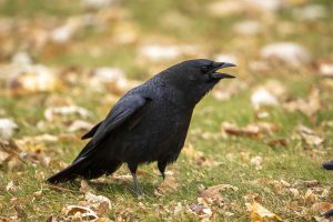 What Animals Eat Crows? Do Crows Counterattack?