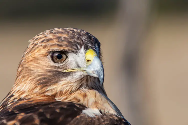Hawks Vision Vs Human Do Hawks Have Good Eyesight 