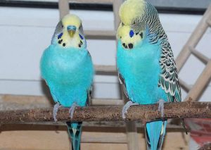 English Budgie Vs. American Budgie: Identification Guide
