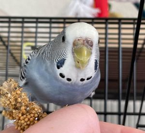 Female Budgie Cere Color Change: What Are The Reasons?