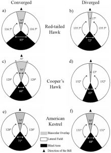 Hawks Vision vs Human: Do Hawks Have Good Eyesight?