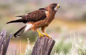 Hawks Vision vs Human: Do Hawks Have Good Eyesight?