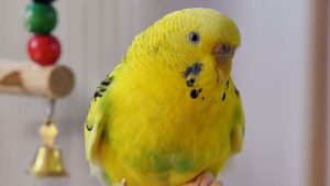 Budgie Beak Discoloration: Should You be Worried?