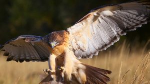 Hawks Vision vs Human: Do Hawks Have Good Eyesight?