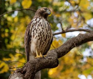 Why Are Hawks Federally Protected? Are These Endangered?