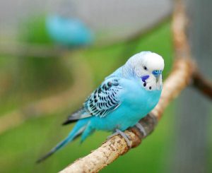 Why is Budgie Poop Sticking to Bottom? How to Help?