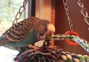 Is Your Budgie Regurgitating Or Vomiting?- Here's What You Need To Know!