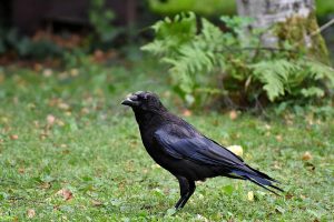 Are Crows Nocturnal? Can They See in the Dark?