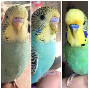 Female Budgie Cere Color Change: What Are The Reasons?