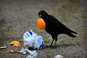 Are Crows Scavengers Or Omnivores Or Carnivores? - What You Need To Know!