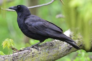 Are Crows Scavengers Or Omnivores Or Carnivores? - What You Need To Know!