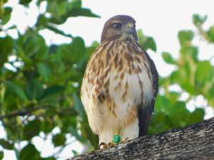 Why Are Hawks Federally Protected? Are These Endangered?
