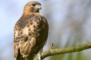 Why Are Hawks Federally Protected? Are These Endangered?