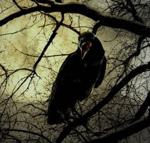 Are Crows Nocturnal? Can They See in the Dark?