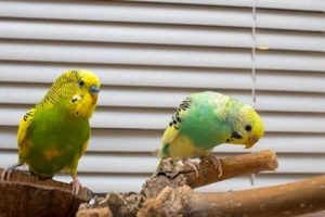 Budgie Rubbing Head on Perch: Why and How to Help?