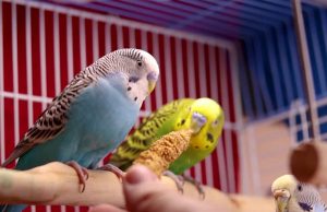 Is Your Budgie Regurgitating Or Vomiting?- Here's What You Need To Know!
