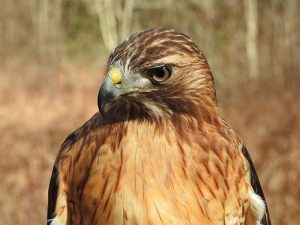 Hawks Vision vs Human: Do Hawks Have Good Eyesight?