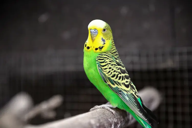 Are Budgies Color Blind?- A Complete Guide