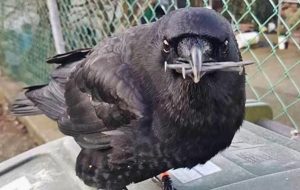 Are Crows Attracted to Shiny Objects? If not, Why?